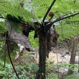 Angelito Trail, East Region, Puerto Rico - 567 Reviews, Map | AllTrails