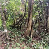 Angelito Trail, East Region, Puerto Rico - 571 Reviews, Map | AllTrails