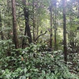 Angelito Trail, East Region, Puerto Rico - 567 Reviews, Map | AllTrails