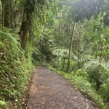 Angelito Trail, East Region, Puerto Rico - 571 Reviews, Map | AllTrails