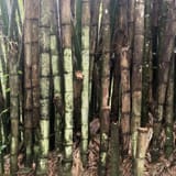 Angelito Trail, East Region, Puerto Rico - 656 Reviews, Map | AllTrails