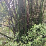 Angelito Trail, East Region, Puerto Rico - 656 Reviews, Map | AllTrails