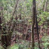 Angelito Trail, East Region, Puerto Rico - 656 Reviews, Map | AllTrails