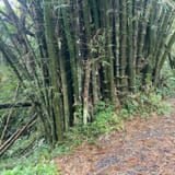 Angelito Trail, East Region, Puerto Rico - 656 Reviews, Map | AllTrails