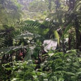 Angelito Trail, East Region, Puerto Rico - 656 Reviews, Map | AllTrails