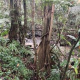 Angelito Trail, East Region, Puerto Rico - 584 Reviews, Map | AllTrails