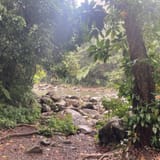 Angelito Trail, East Region, Puerto Rico - 584 Reviews, Map | AllTrails