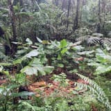 Angelito Trail, East Region, Puerto Rico - 656 Reviews, Map | AllTrails