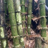 Angelito Trail, East Region, Puerto Rico - 584 Reviews, Map | AllTrails