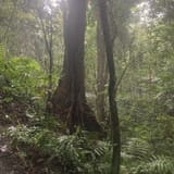 Angelito Trail, East Region, Puerto Rico - 584 Reviews, Map | AllTrails