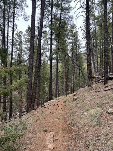 Best Backpacking Trails in Forest Lakes | AllTrails