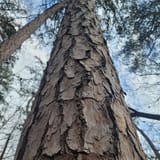 Sharps Ridge Loop Trail, Tennessee - 940 Reviews, Map | AllTrails