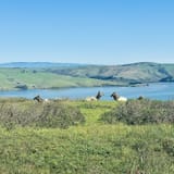 Tomales Point Trail, California - 6,287 Reviews, Map | AllTrails