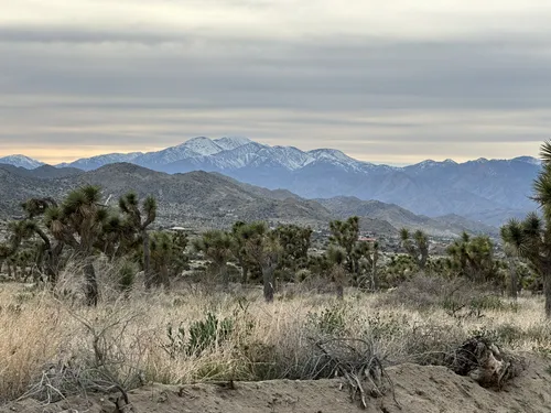 Best Off Road Driving Trails in Joshua Tree | AllTrails