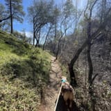 Tamaroo Bar Trail, California - 513 Reviews, Map | AllTrails