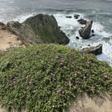 Tomales Point Trail, California - 6,287 Reviews, Map | AllTrails
