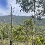 Wilhelmina Falls Loop, Victoria, Australia - 77 Reviews, Map | AllTrails