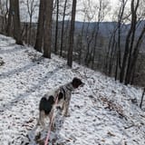 Powell Mountain Trail, Virginia - 48 Reviews, Map | AllTrails