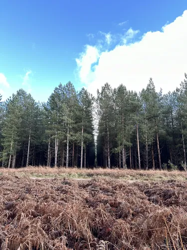 Best Historic Site Trails in Brandon Country Park | AllTrails