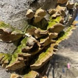 Dave Moore Nature Trail, California - 391 Reviews, Map | AllTrails