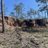 Torreya Trail, Florida - 438 Reviews, Map | AllTrails