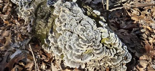 Best Hikes and Trails in Shimek State Forest | AllTrails