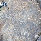 Kaintuck Hollow Acorn Section Trail, Missouri - 147 Reviews, Map ...