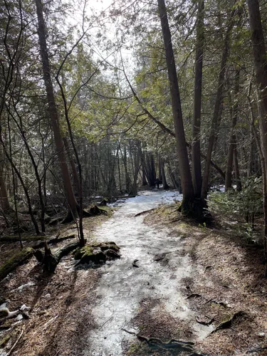 Best Hikes and Trails in Ken Reid Conservation Area | AllTrails