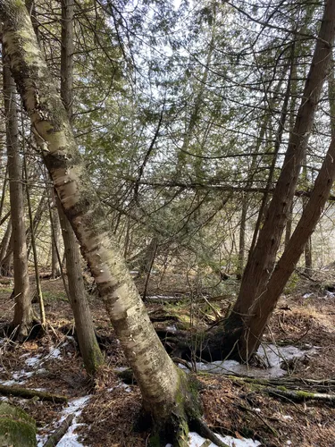 Best Hikes and Trails in Ken Reid Conservation Area | AllTrails