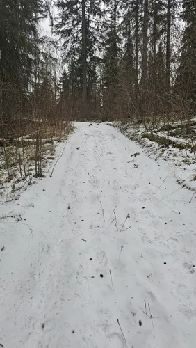 Best Forest Trails in Poplar Bay | AllTrails