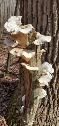 Best Hikes and Trails in Blackbird State Forest | AllTrails