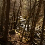 Fiery Gizzard Trail to Raven's Point, Tennessee - 1,141 Reviews, Map ...