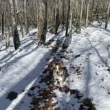 Quebec Run Outer Loop, Pennsylvania - 348 Reviews, Map | AllTrails
