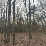Hickory Ridge Outer Trail, Tennessee - 385 Reviews, Map | AllTrails