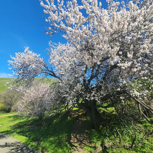 Best Mountain Biking Trails in Lagoon Valley Park/Pena Adobe Park ...