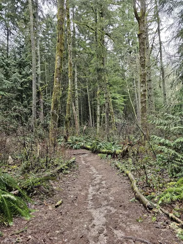 Best Hikes and Trails in Banner Forest Heritage Park | AllTrails