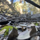 Johnsondale Bridge River Trail, California - 719 Reviews, Map | AllTrails