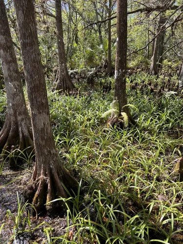 Best Hikes and Trails in Fern Forest Nature Center | AllTrails