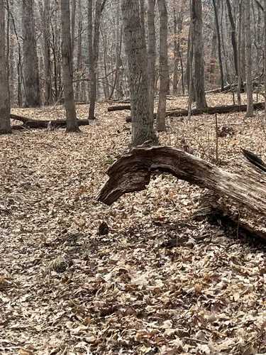 Best Hikes and Trails in Clinton Lake State Recreation Area | AllTrails