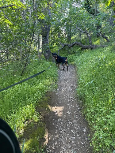 Best Mountain Biking Trails in Lagoon Valley Park/Pena Adobe Park ...