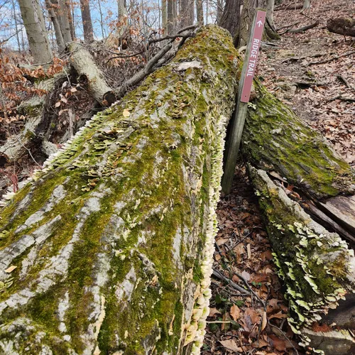 Best Hikes and Trails in Cylburn Arboretum | AllTrails