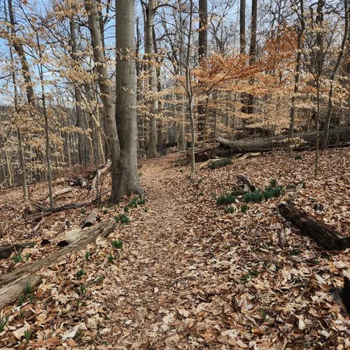 Best Hikes and Trails in Cylburn Arboretum | AllTrails