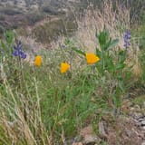 Dixie Summit Trail, Arizona - 1,534 Reviews, Map | AllTrails