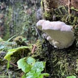 Miner's Ridge Trail, Clintonia Trail, and Gold Bluffs Beach Loop ...