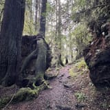 Miner's Ridge Trail, Clintonia Trail, and Gold Bluffs Beach Loop ...