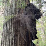 Miner's Ridge Trail, Clintonia Trail, and Gold Bluffs Beach Loop ...