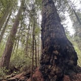 Miner's Ridge Trail, Clintonia Trail, and Gold Bluffs Beach Loop ...