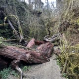 Miner's Ridge Trail, Clintonia Trail, and Gold Bluffs Beach Loop ...