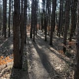 Riley Trails Loop, Michigan - 1,067 Reviews, Map | AllTrails