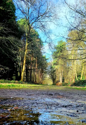 Best Hikes and Trails in Salcey Forest | AllTrails